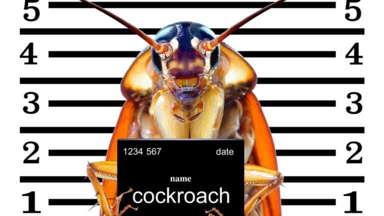 Kako se riješiti žohara? 5 najučinkovitijih metoda (2025.)